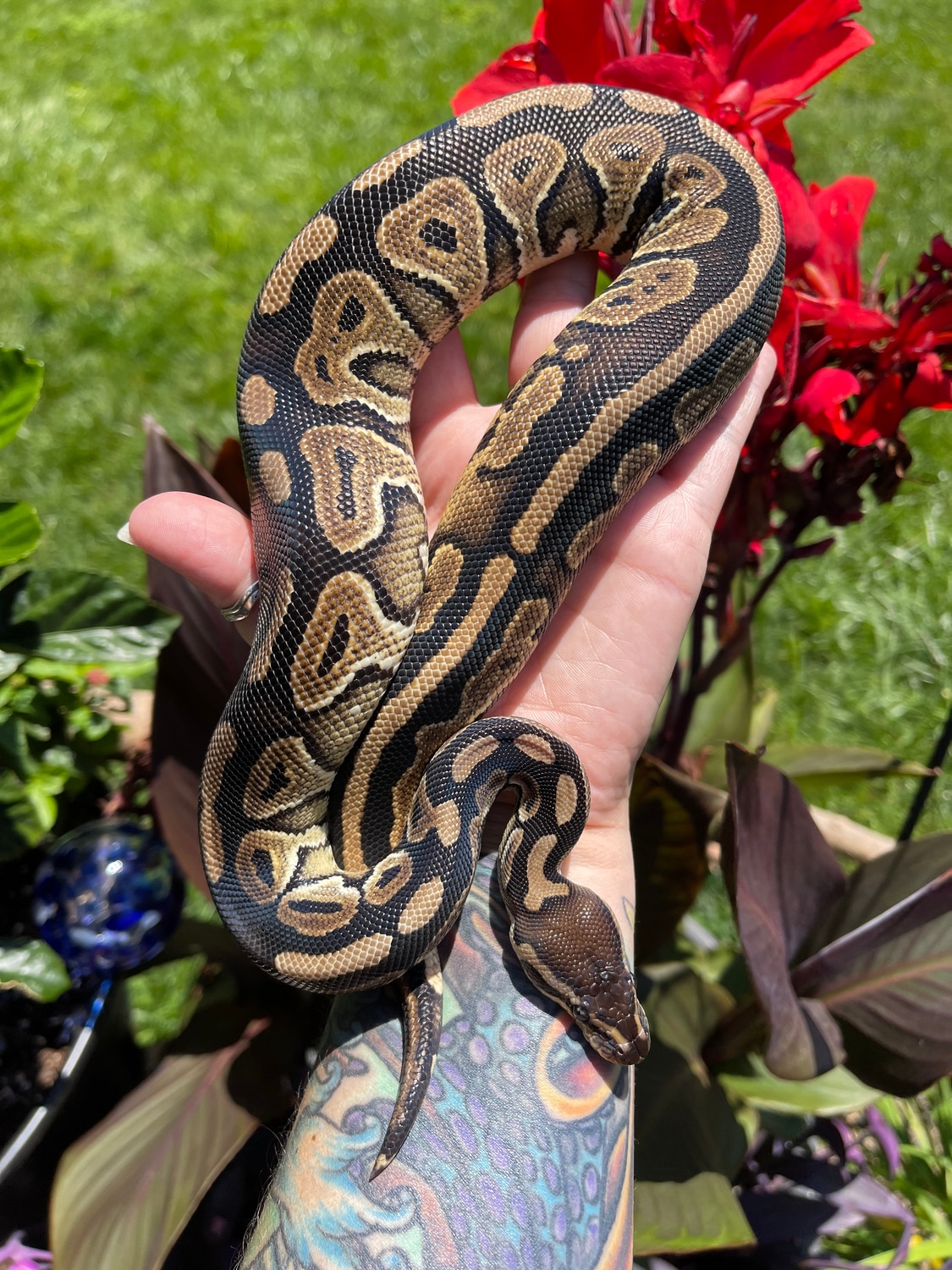 Cinnamon Pos Sandblast 66% Het Pied Ball Python by Red City Reptiles ...
