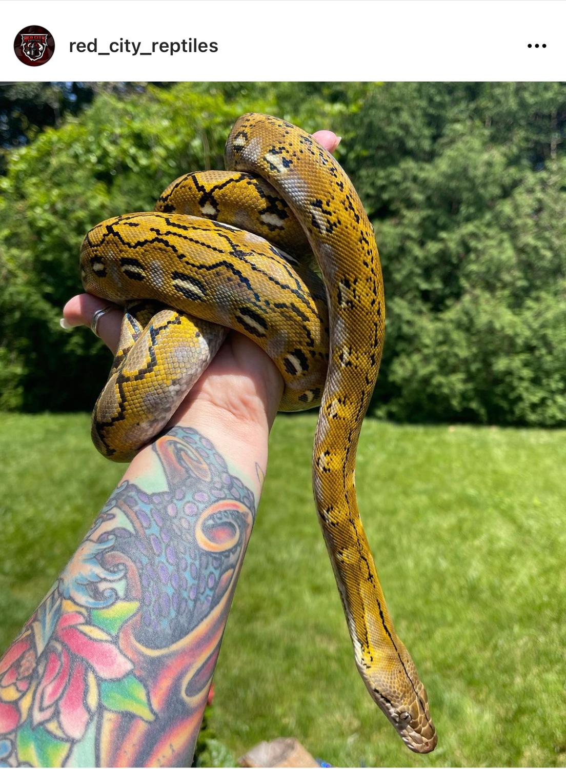 75% Kalatoa Superdwarf Platinum 50% Het Anery Reticulated Python by Red ...