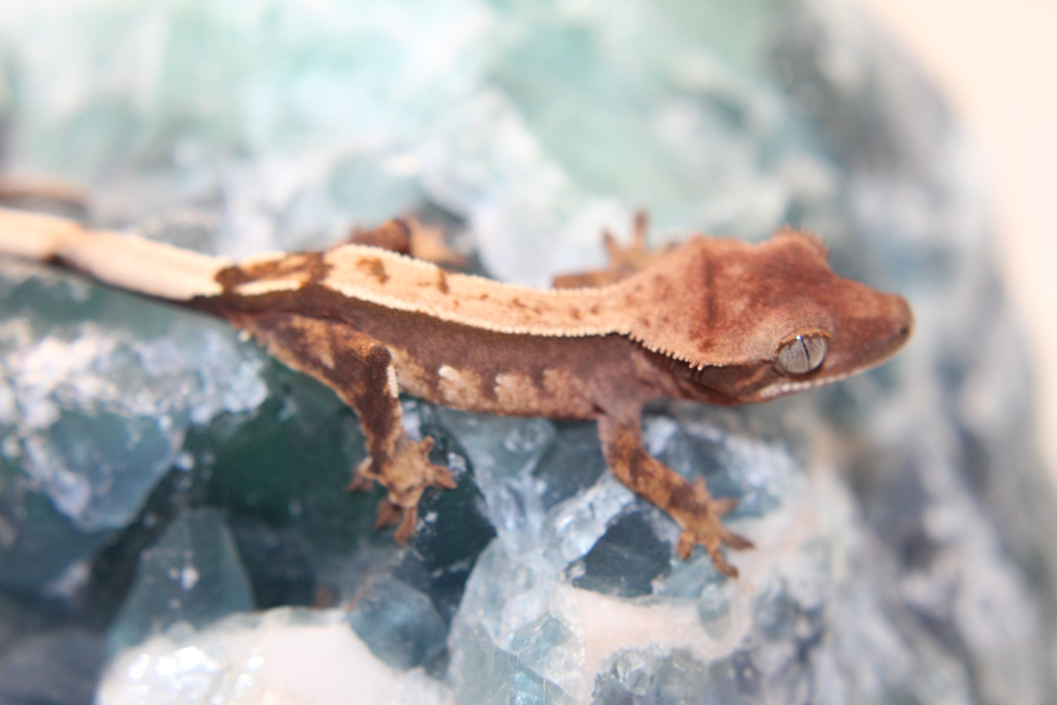Partial Pinstripe Crested Gecko by Red City Reptiles - MorphMarket