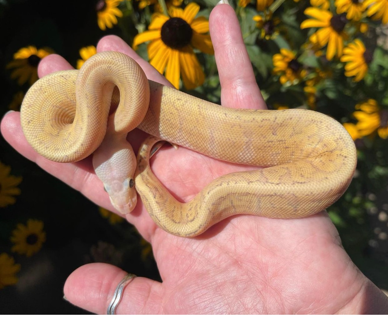 Shipping Included! GHI Super Pastel Fire Pinstripe 100% Het Clown 50% ...