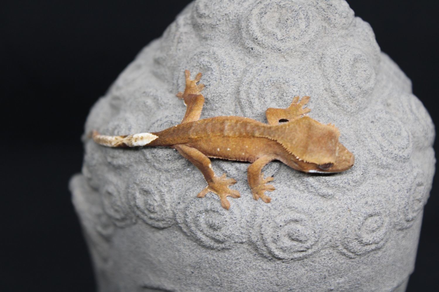 Red Bicolor With Portholes Crested Gecko by Red City Reptiles - MorphMarket