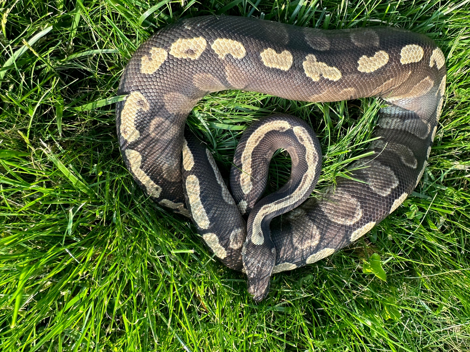 Ghi Phantom Ball Python by Red City Reptiles - MorphMarket