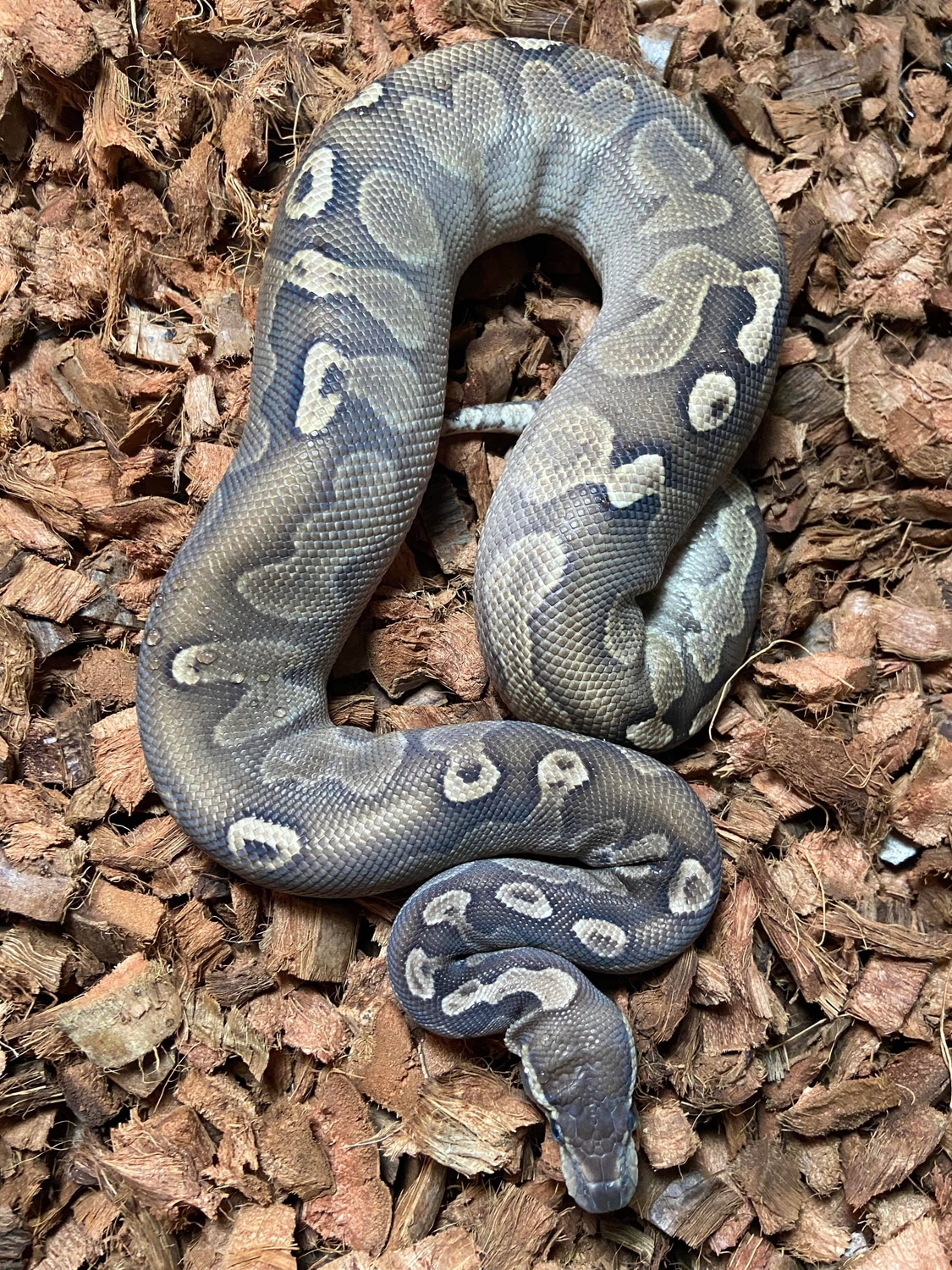 Cinnamon GHI Special Ball Python by Redding Reptiles - MorphMarket