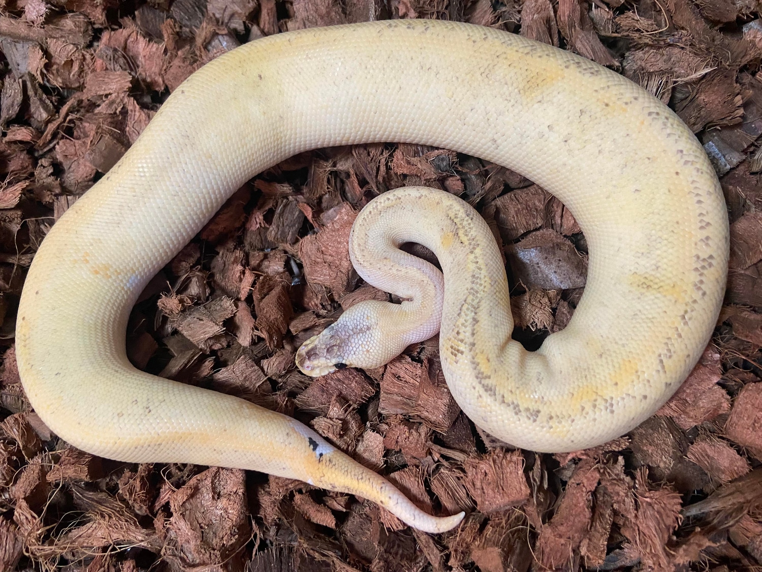 Champagne Pastel Pos. YB Ball Python by Redding Reptiles - MorphMarket