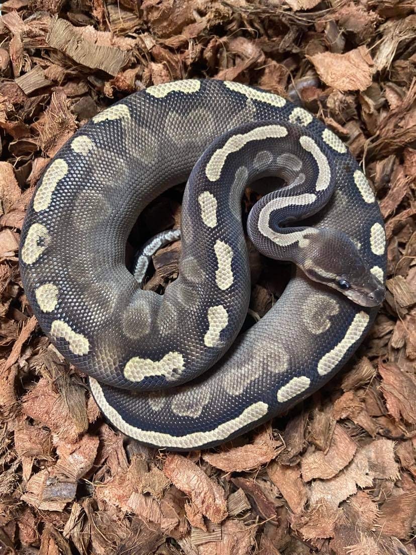 Cinnamon Mojave GHI Ball Python by Redding Reptiles - MorphMarket