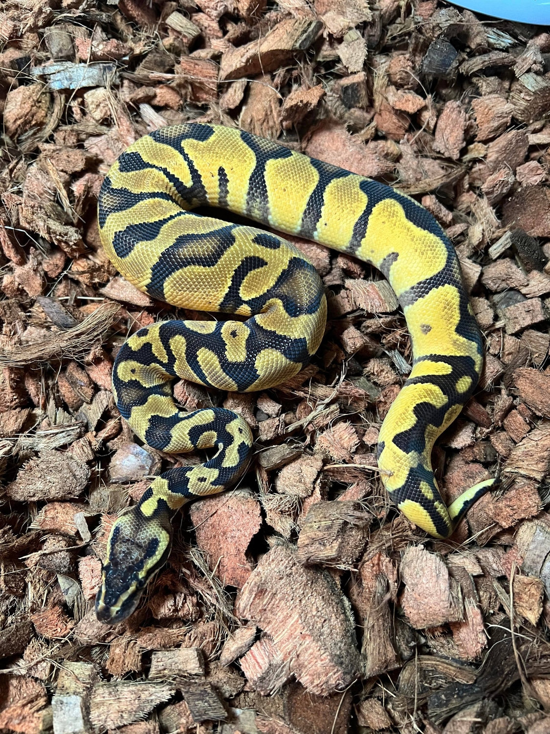 Enchi Orange Dream Pastel Ball Python by Redding Reptiles - MorphMarket
