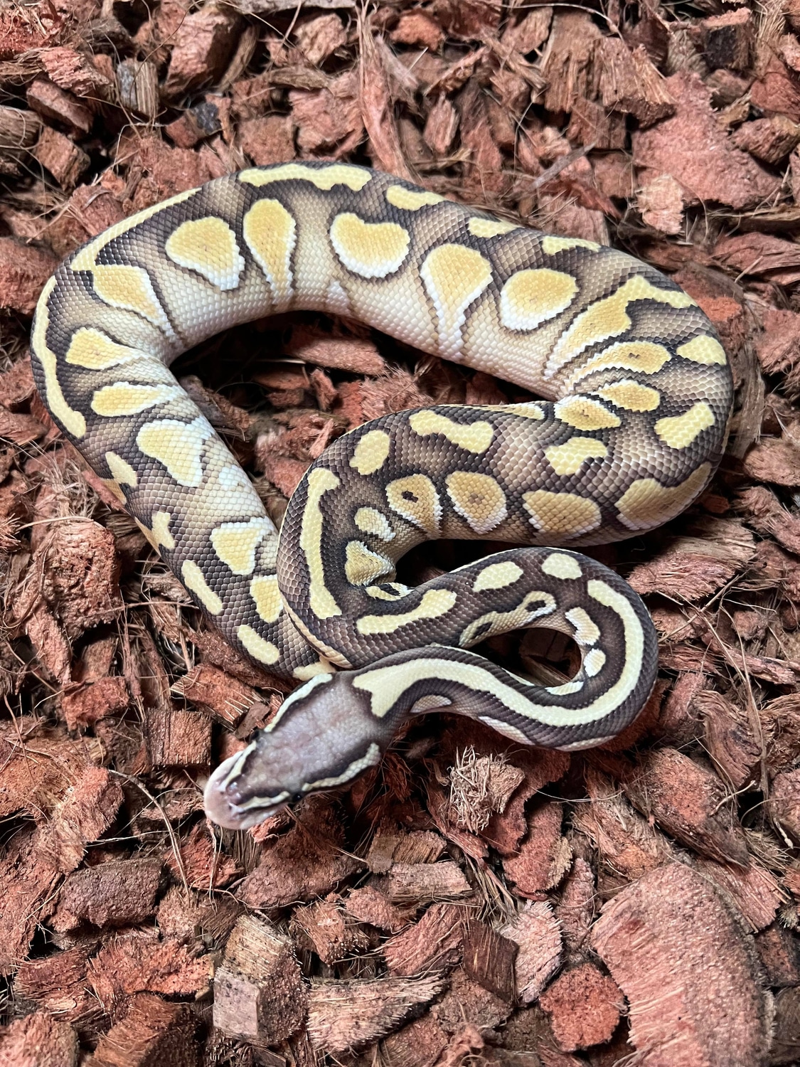 Pastel Butter Het Clown Ball Python by Redding Reptiles - MorphMarket