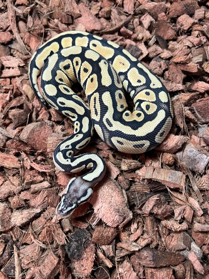 Pastel Dinker Het Clown Ball Python by Redding Reptiles