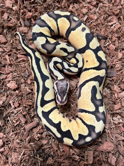 Super Pastel Enchi OD Pos YB Het Toffino Ball Python by Redding Reptiles