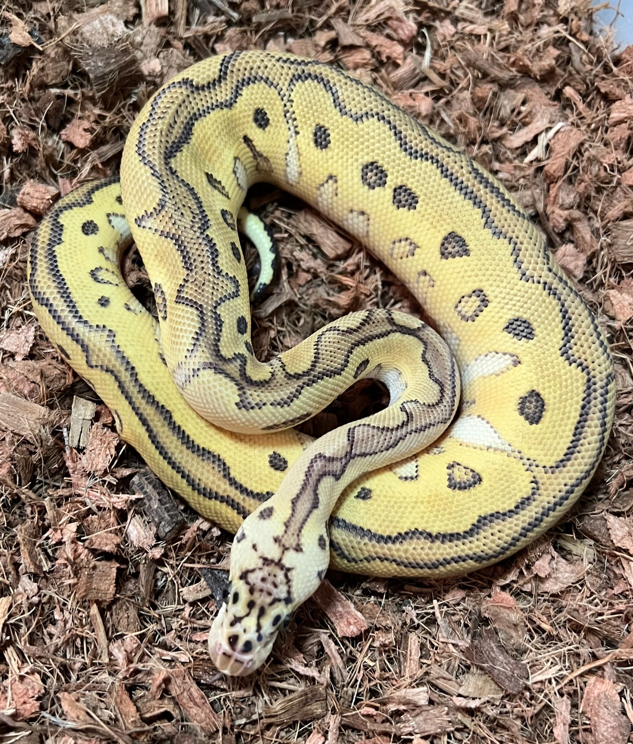 Pastel Russo Clown Ball Python by Redding Reptiles - MorphMarket
