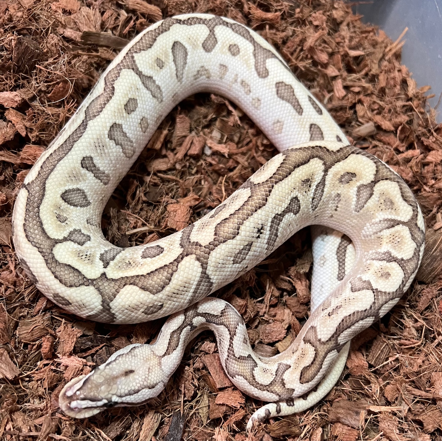 Bamboo Leopard Het Clown Ball Python by Redding Reptiles - MorphMarket