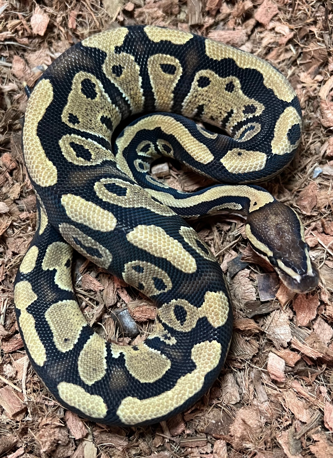 Fire Russo Het Clown Ball Python by Redding Reptiles - MorphMarket