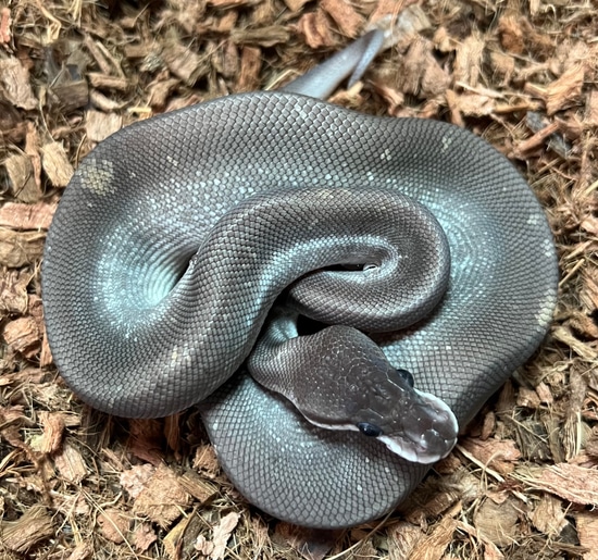 Super Cinnamon Special Or Mojave Ball Python by Redding Reptiles