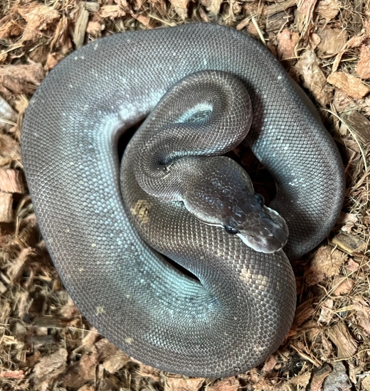Super Cinnamon Mojave Or Special Ball Python by Redding Reptiles