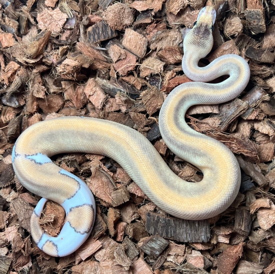 Cinnamon Champagne Special Or Mojave Ball Python by Redding Reptiles