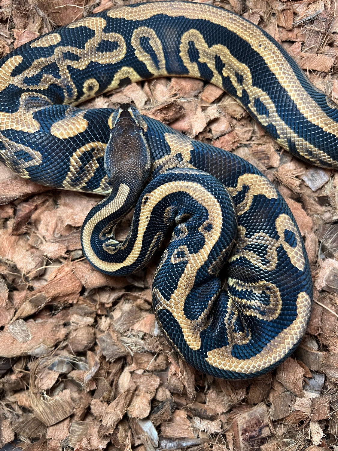 Black Pastel Leopard Het Clown Ball Python by Redding Reptiles ...