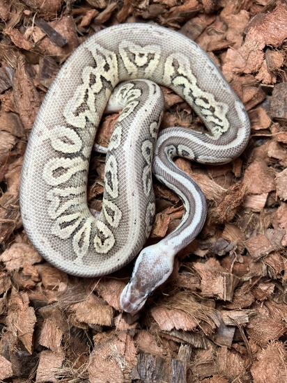 Black Pewter Pos Fire Pos Russo Het Clown Ball Python by Redding Reptiles