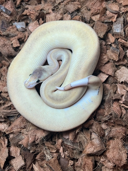 $250 Shipped! Champagne Cinnamon Special Or Mojave Ball Python by ...