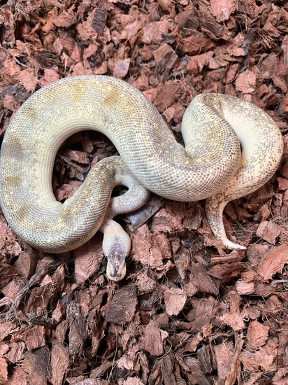 $150 Shipped! Champagne Pastel Pos YB Ball Python by Redding Reptiles