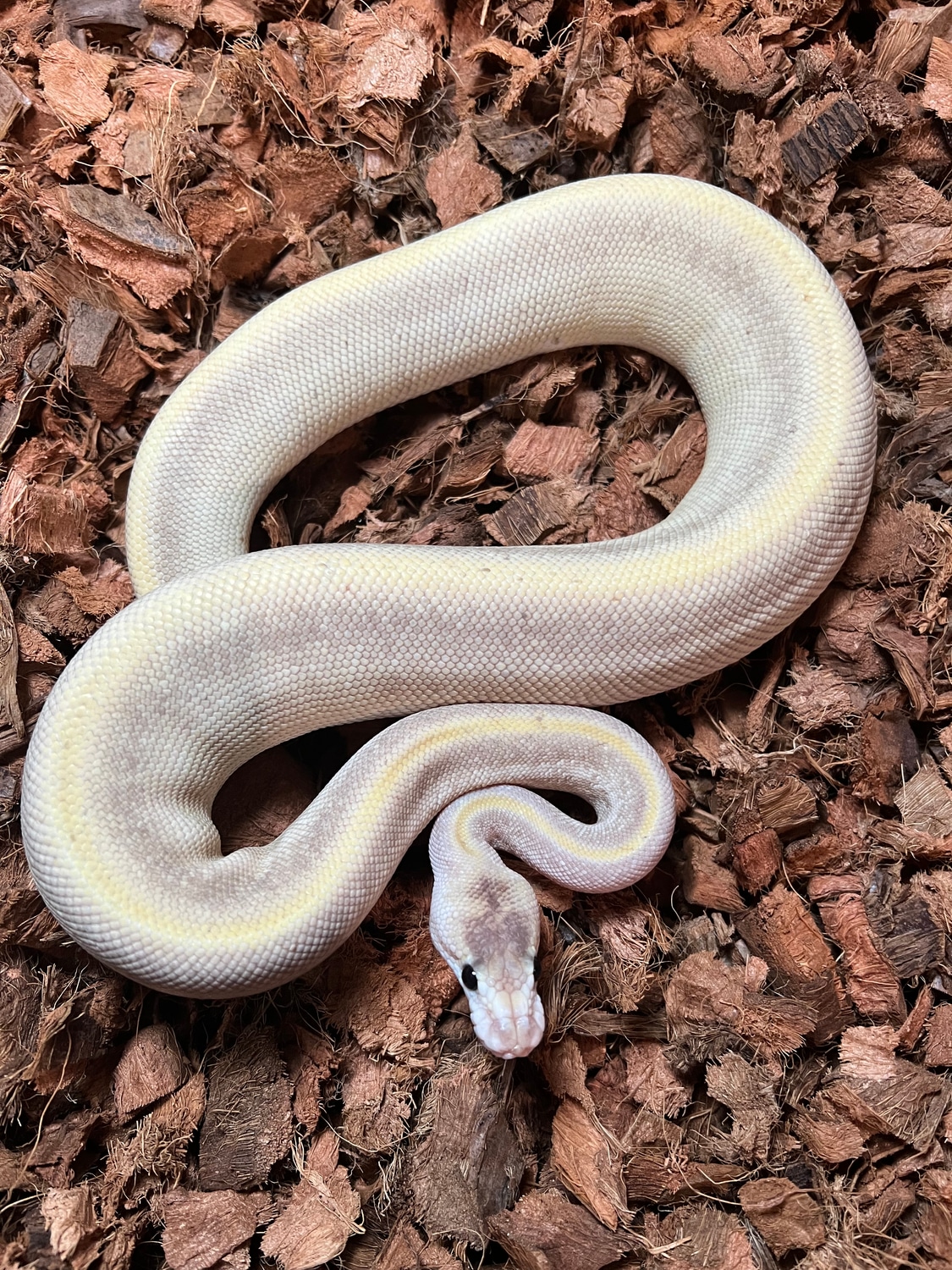 Champagne Pos Black Pastel Pos Mojave/Mystic Ball Python by Redding ...