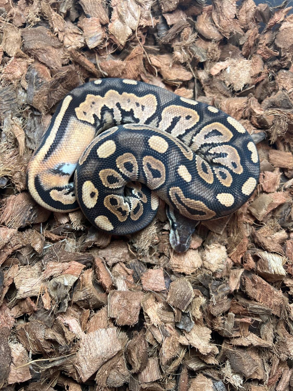$180 Shipped! Cinnamon Het Lav %50 Pos Het Pied Ball Python by Redding ...