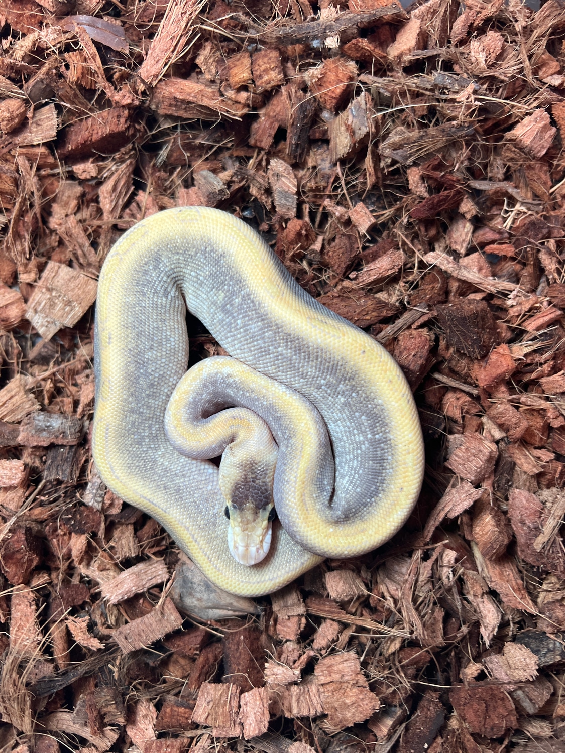 $350 Shipped! Champagne GHI Mojave Ball Python by Redding Reptiles ...