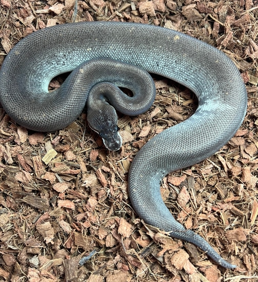 $600 Shipped 8 Ball Mojave/Special Ball Python by Redding Reptiles