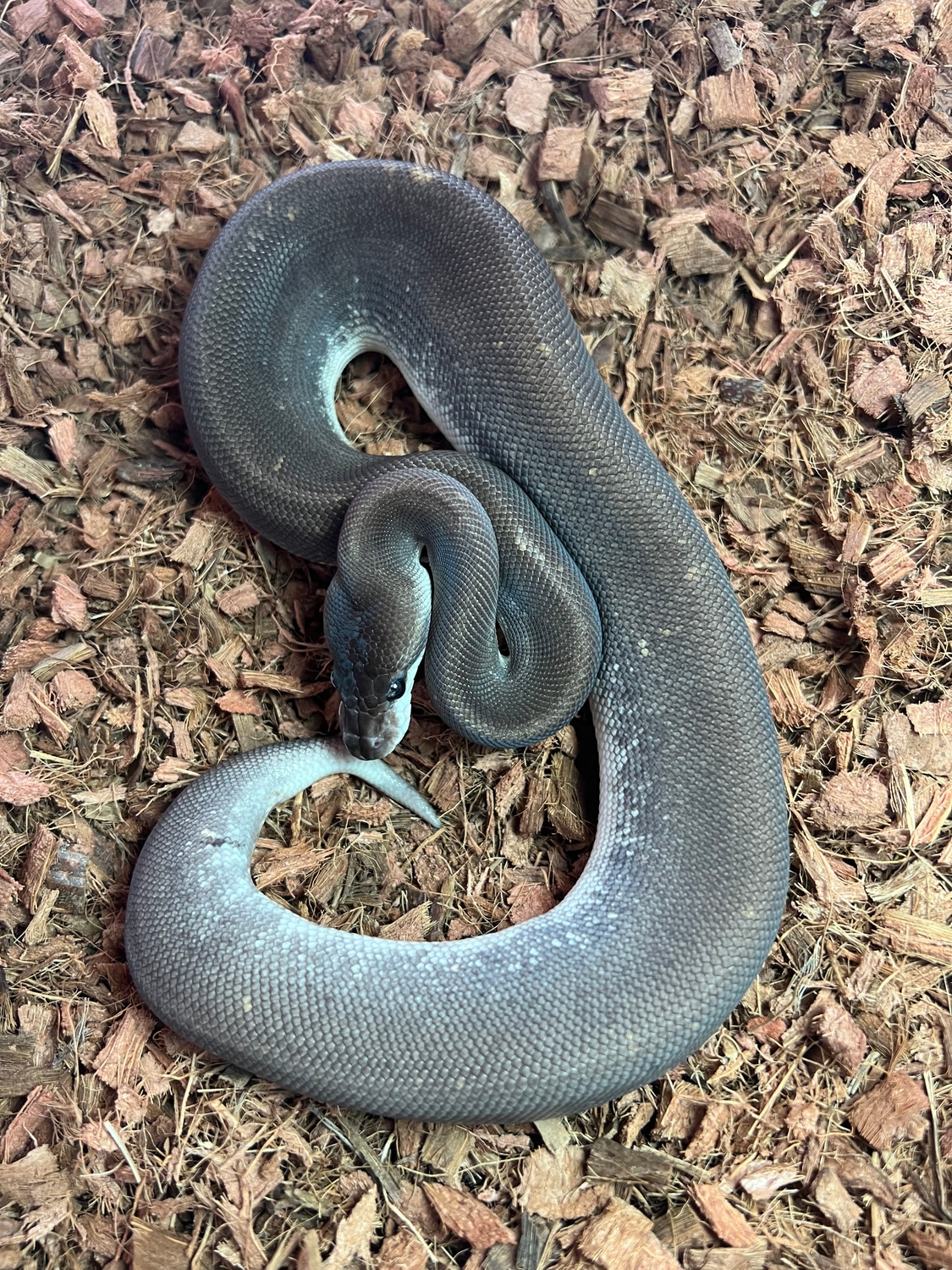 $500 Shipped 2023 8 Ball Mojave/Special Ball Python by Redding Reptiles - MorphMarket