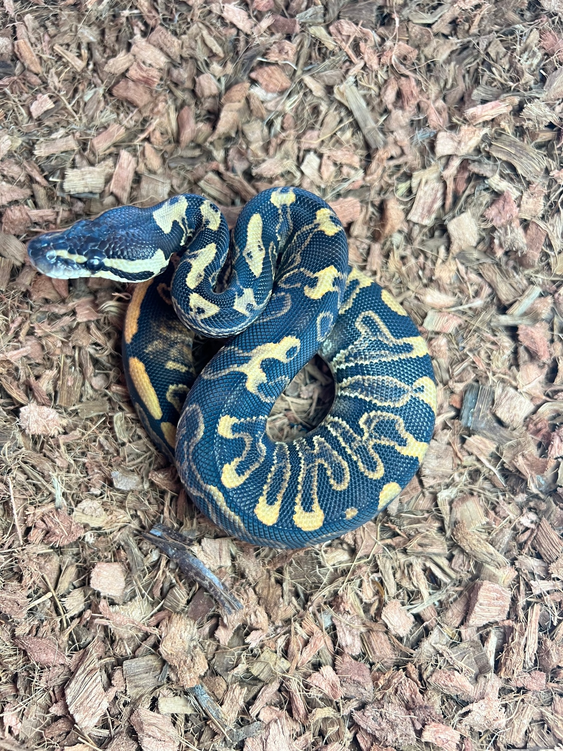$300 Shipped 2023 Leopard GHI Het Clown Male Ball Python by Redding ...