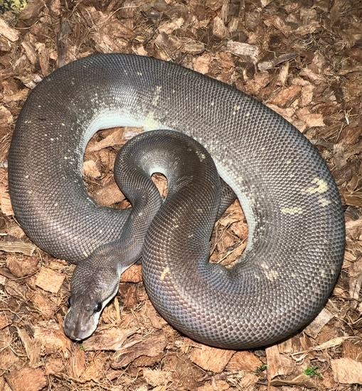 $500 2023 8 Ball Mojave Or Special Ball Python by Redding Reptiles