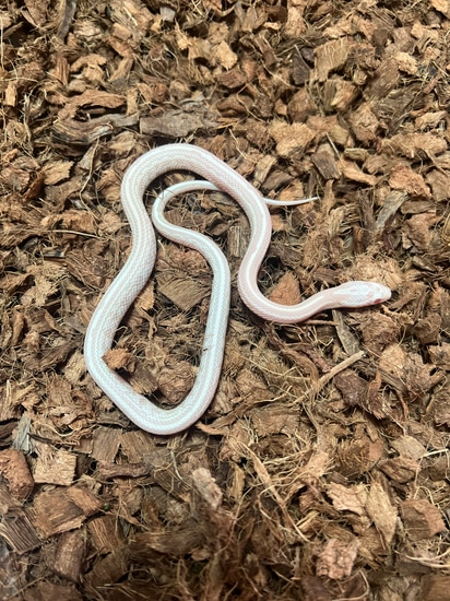 $150 Shipped Snow Motley Tessera Het Strawberry Corn Snake by Redding ...