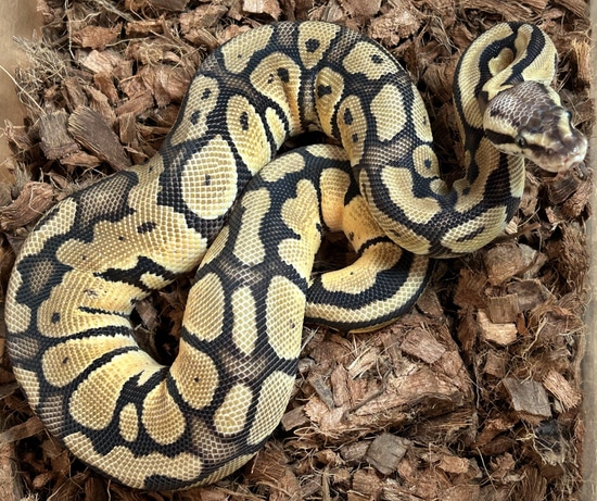 $225 Shipped Pastel OD YB/Spector Female Ball Python by Redding Reptiles