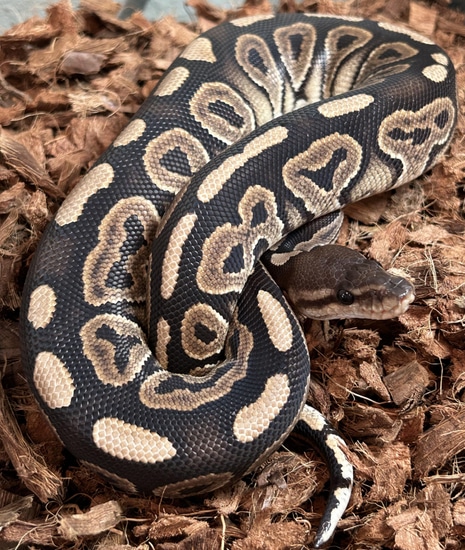$100 2023 Black Pastel Special Ball Python by Redding Reptiles