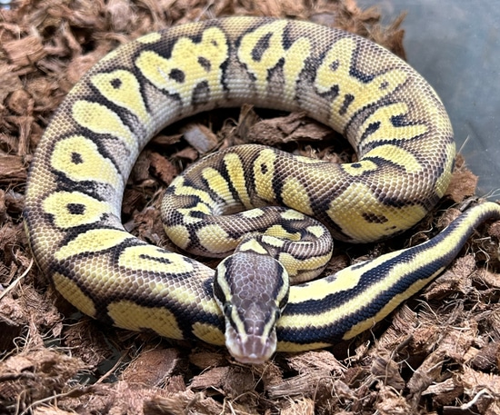 Pastel Mystic Sapphire Ball Python by Redding Reptiles