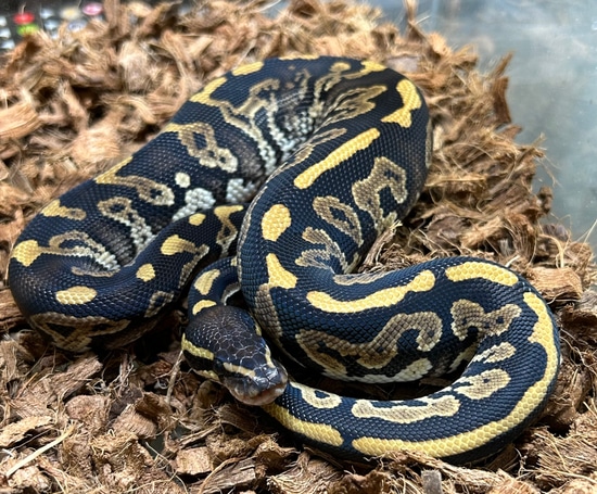 Mystic Sapphire Ball Python by Redding Reptiles