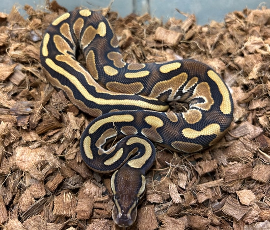 Cinnamon Enchi Pos OD Double Het Clown/Pied 50% Het Hypo Ball Python by ...