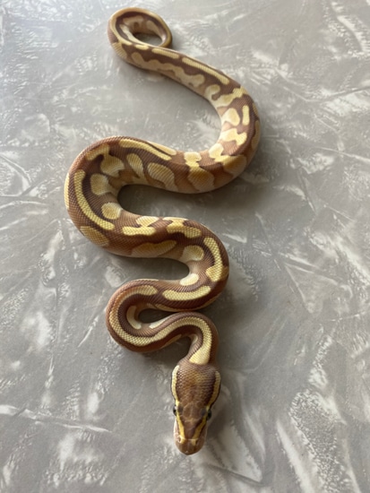 Butter Yellowbelly Enchi Ball Python by Red Dirt Constrictors