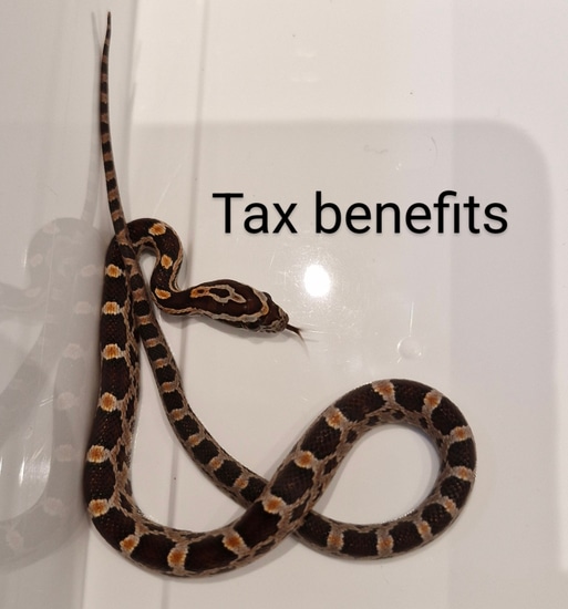 Tax Benefits Corn Snake by RedDragonReptiles