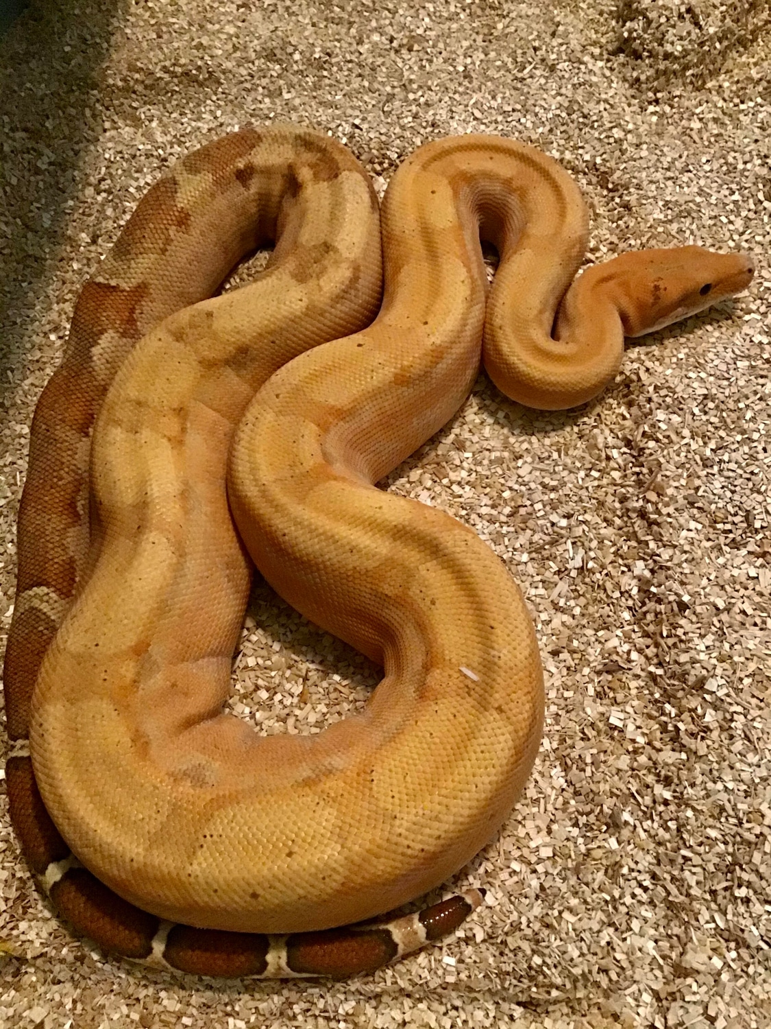 CA T+ Sunglow Fire Diamond Boa Constrictor by Zen Boa - MorphMarket