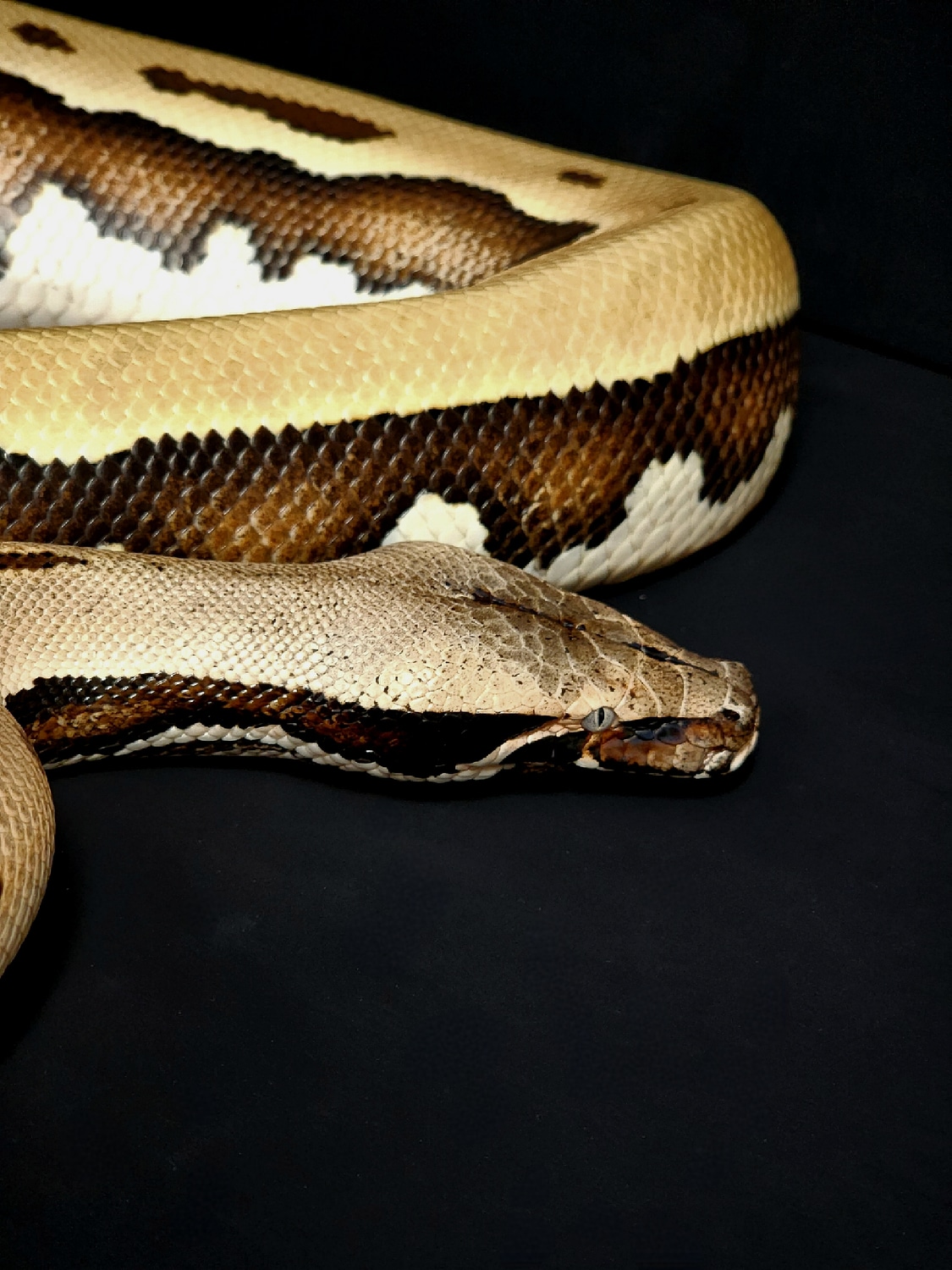 Golden Eye Het T- Blood Python by Redeemed by Blood Reptiles - MorphMarket