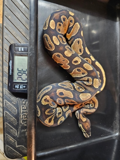 Normal Ball Python by Redeemed Reptiles