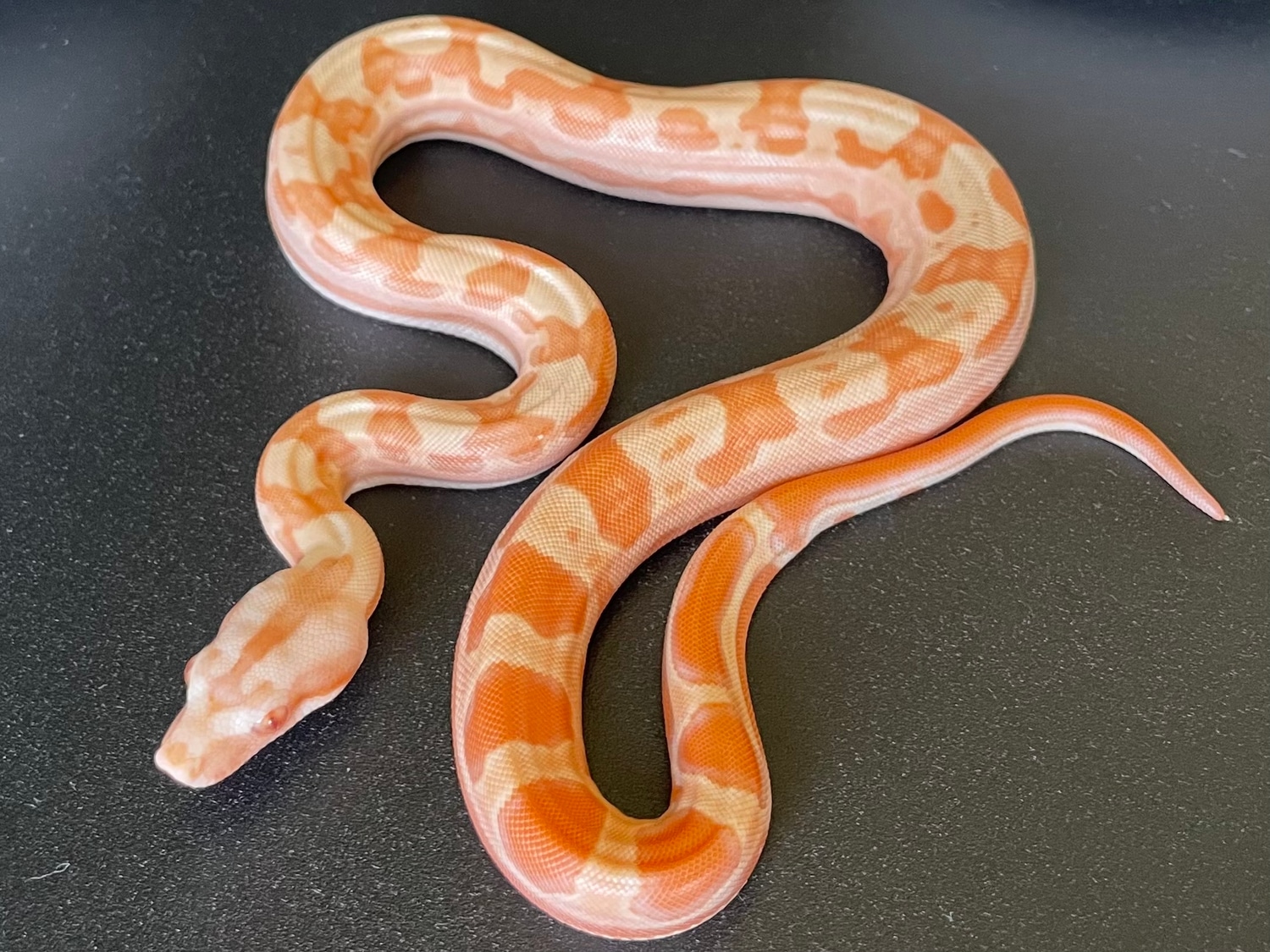 Sale-Sunglow Motley Boa Constrictor by Redemption Boas - MorphMarket
