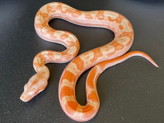 Sunglow Motley Boa Constrictor by Redemption Boas