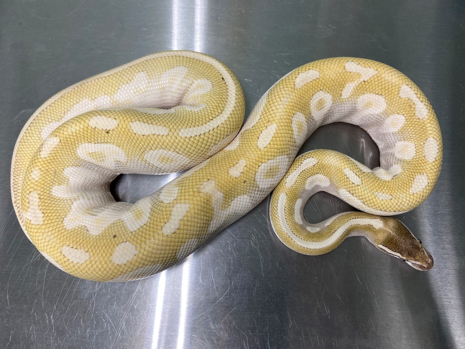 Crystal Ball Python by Red Head Reptiles - MorphMarket