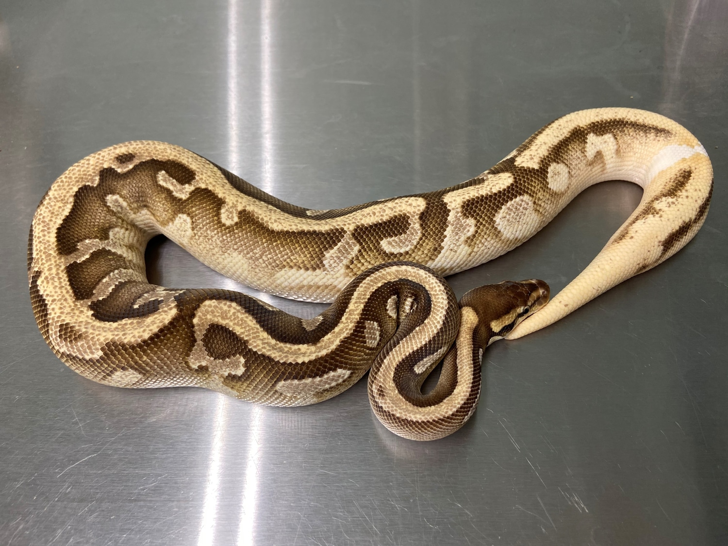 Mojave Orange Dream Fire Yellow Belly Pos Het Pied Ball Python by Red ...
