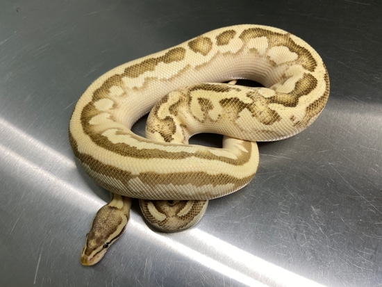 Orange Dream Mojave Pastel Fire Yellow Belly Pos Het Pied Ball Python ...