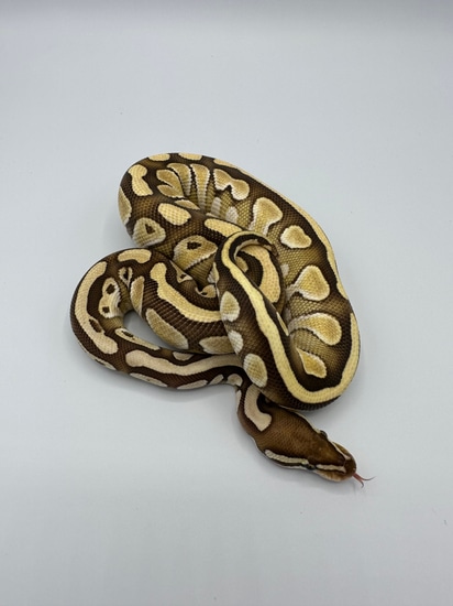 Lesser DH Ultramel Clown Ball Python by Red Head Reptiles