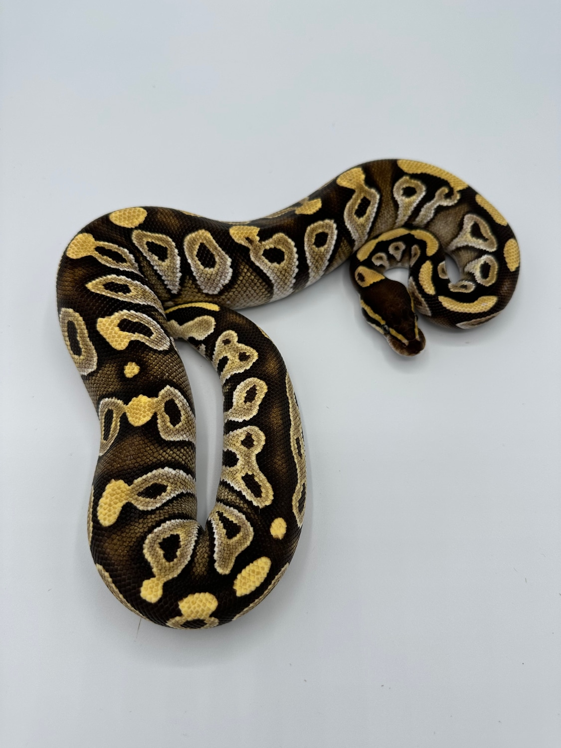 Mojave DH Lavender Clown Ball Python by Red Head Reptiles - MorphMarket
