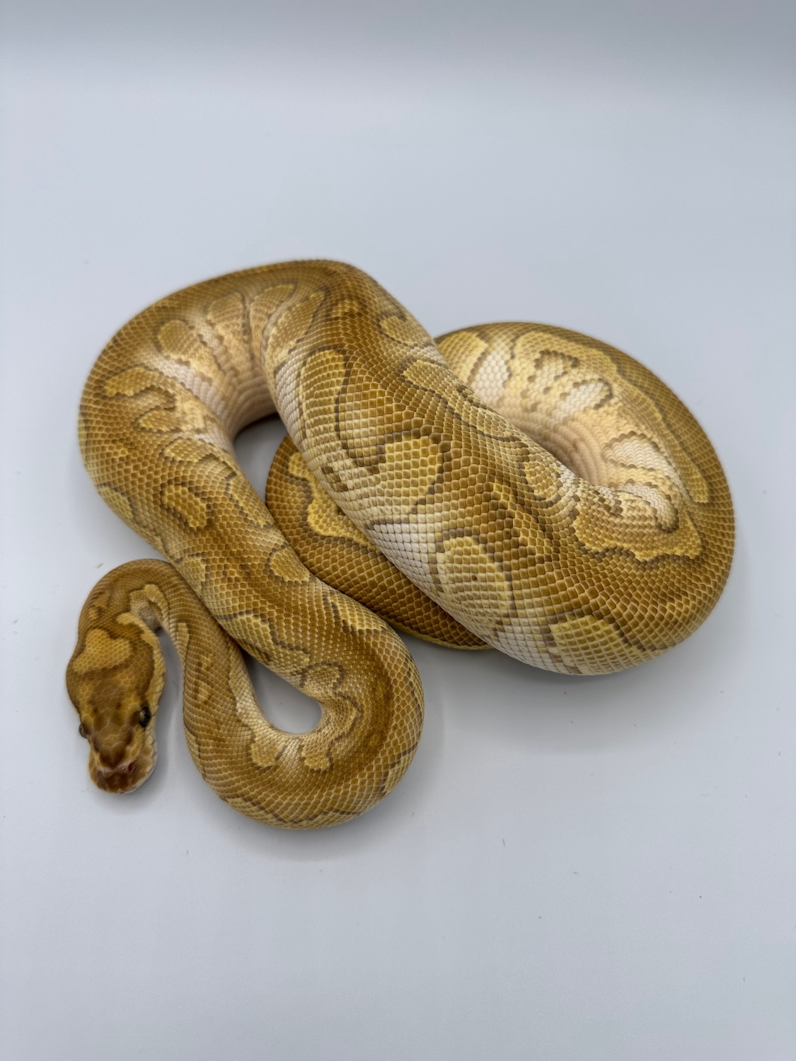 Black Head Lesser Clown Ball Python by Red Head Reptiles - MorphMarket