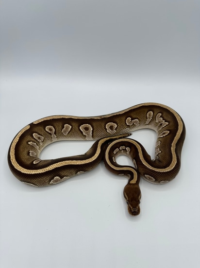 Mojave Cinder Het Clown Ball Python by Red Head Reptiles